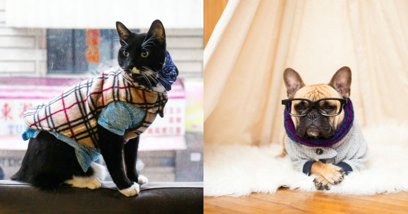 Feast Your Eyes on the Hottest New Looks in Pet Fashion - I Can Has ...