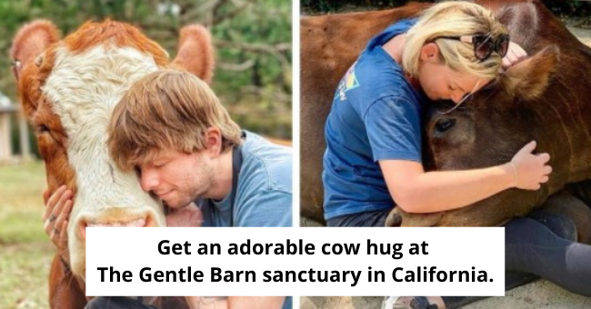 World Of Animals: The Sanctuary Where You Can Hug A Cow - I Can Has ...