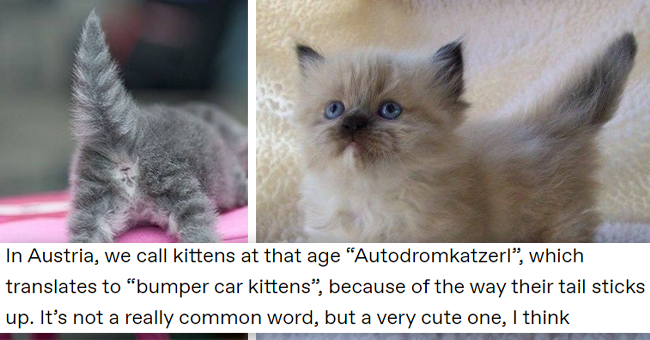 Tumblr Thread: Autodromkatzerl Newborn Kittens With Their Triangle ...