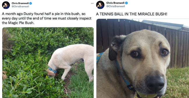 Twitter Thread: Dusty The Doggo Goes Looking For Pies - I Can Has ...
