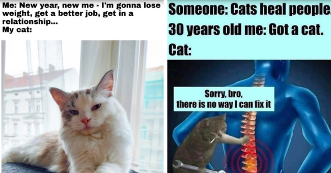 Halfway To Caturday: Cat Memes And Tweets - I Can Has Cheezburger?