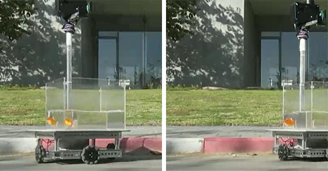 In Defiance Of The Laws Of Nature, Scientists Teach Goldfish To Drive ...