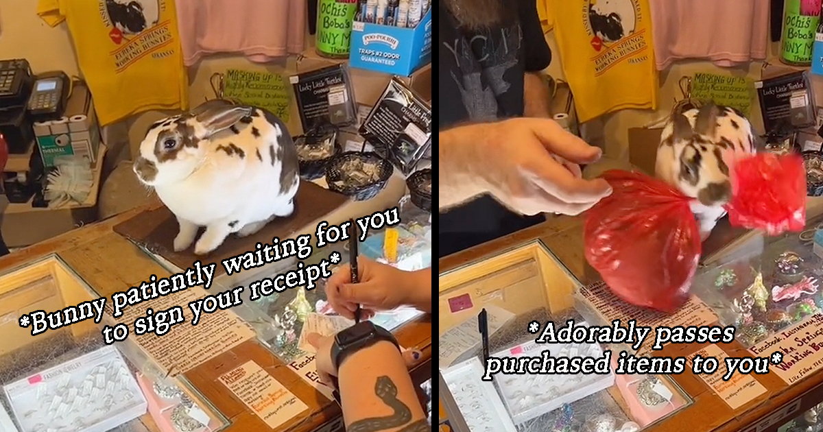 Hardworking Bunny Rabbit Gives Customers the Cutest Experience and ...