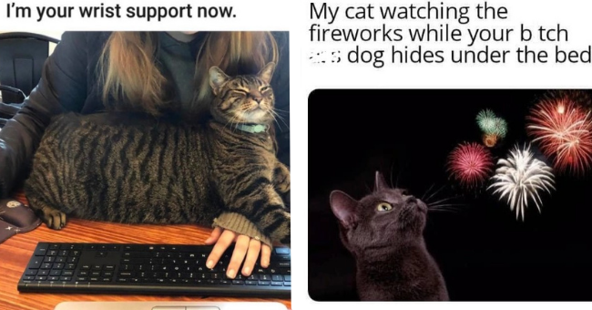 Halfway To Caturday: Cat Memes And Tweets - I Can Has Cheezburger?