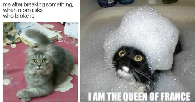 24 Pawsitively Hissterical Cat Memes With Endless Cattitude - I Can Has ...