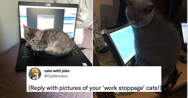 Cats Workin' Heckin' Hard From Home - I Can Has Cheezburger?