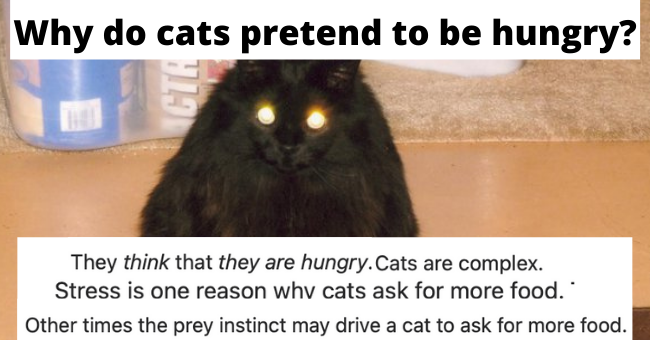 Why Do Cats Ask For Food When They Just Ate: Informative Thread - I Can ...