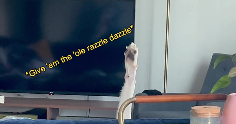 Viral TikTok Animals Showing Off the Cutest Toe Beans - I Can Has ...