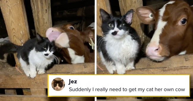 'I'm at the spa momma, you gotta try this!': Motherly Cow Takes It Upon ...