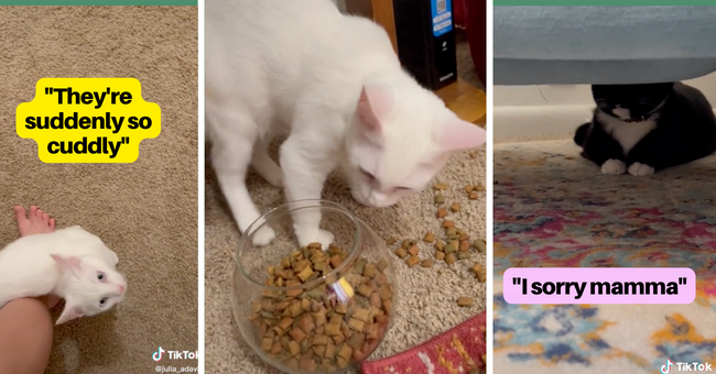 'Note to self- all cookie jars have to be in cabinets': Cats Put on a ...