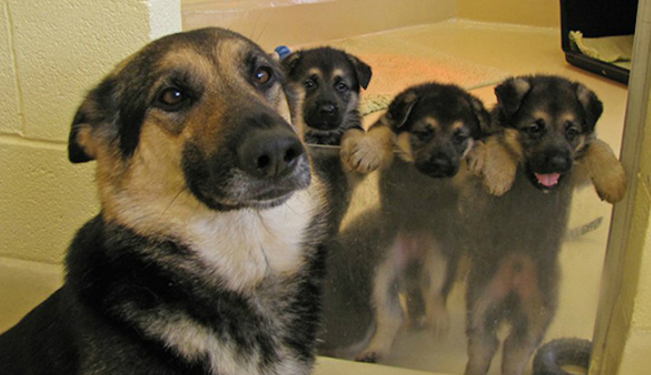 These Good Doggos Are So Proud of Their Creations - I Can Has Cheezburger?