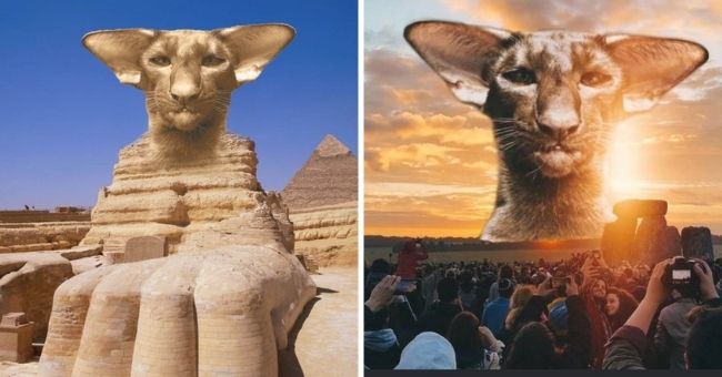 I Can Has Cheezburger? - lawyer cat - Funny Animals Online - Cheezburger