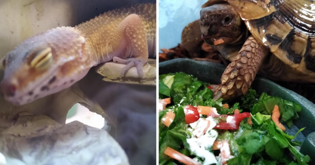 How Much Is That Lizard In The Window: A Look At Life Inside A Pet ...