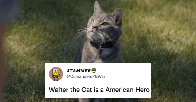 Walter The Adventurous Cat Is Stealing Hearts Everywhere - I Can Has ...