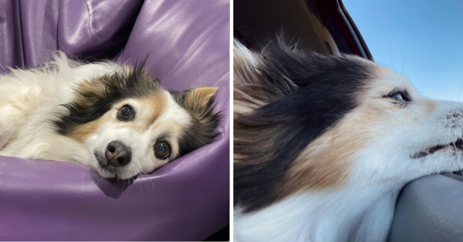 I Can Has Cheezburger? - dog photos - Funny Animals Online - Cheezburger