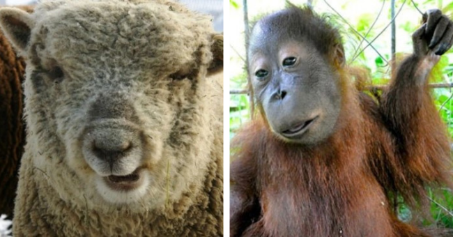 I Can Has Cheezburger? - mutation - Funny Animals Online - Cheezburger