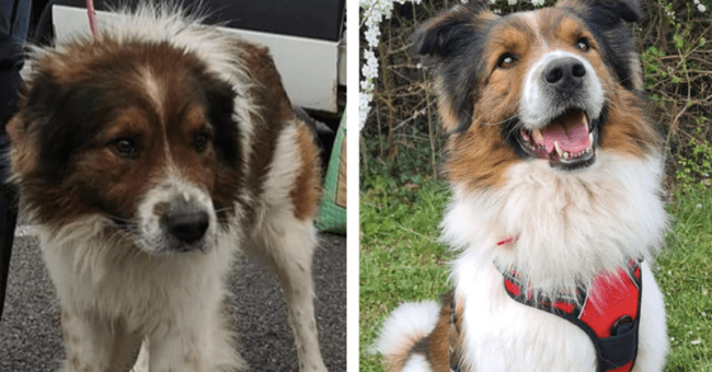 I Can Has Cheezburger? - transformations - Funny Animals Online ...