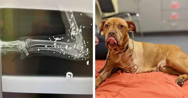 Dog Tragically Loses Leg, Gets Rescued And Learns To Love Humans Even ...