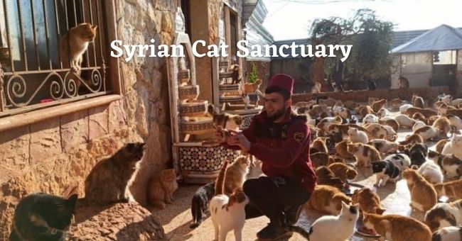Inside A Syrian Cat Sanctuary - I Can Has Cheezburger?