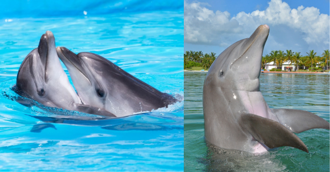 Smart Dolphins: Stories of Dolphins Showing Off Their Superior ...