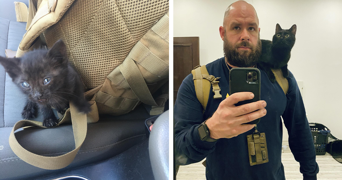Giant Man Rescues Two Small Kittens And Makes The Internet's Hearts ...