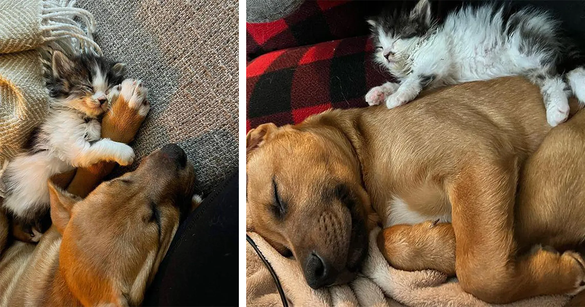 I Can Has Cheezburger? - pupp - Funny Animals Online - Cheezburger