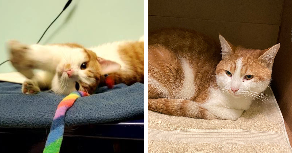 Rescued Cat Chooses Another Cat As BFF In The Shelter, The Two Get ...