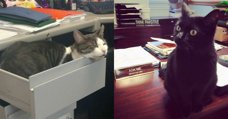 These Business Cats Are the Purrfect Office Assistants That Every ...