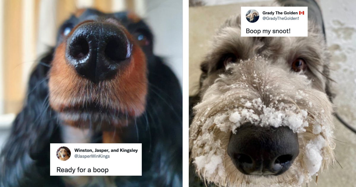Dashing Dogs Of Twitter Beg To Get Their Snoots Booped - I Can Has ...