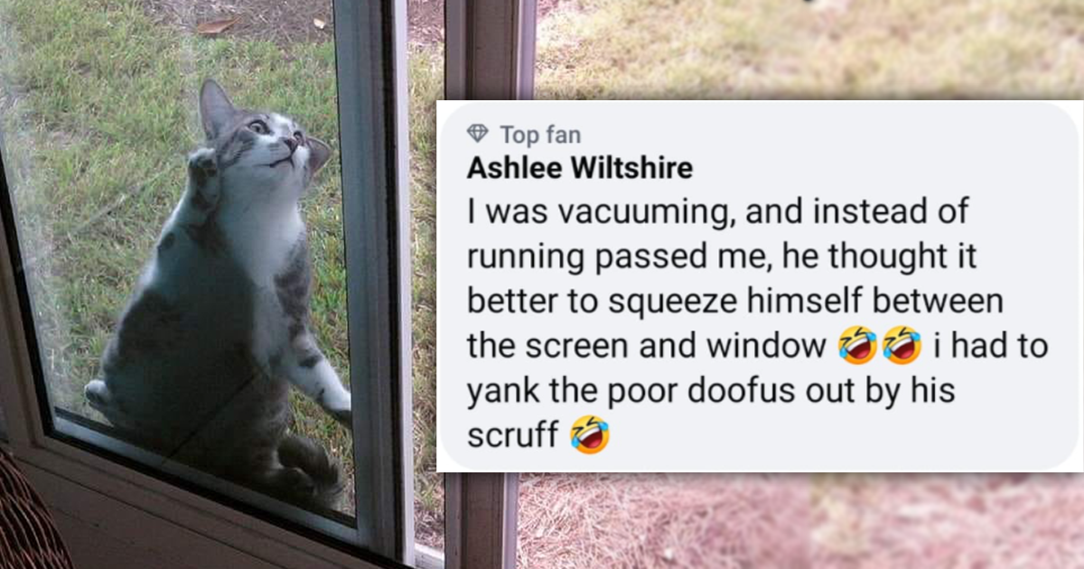 I Can Has Cheezburger? - funny - Funny Animals Online - Cheezburger