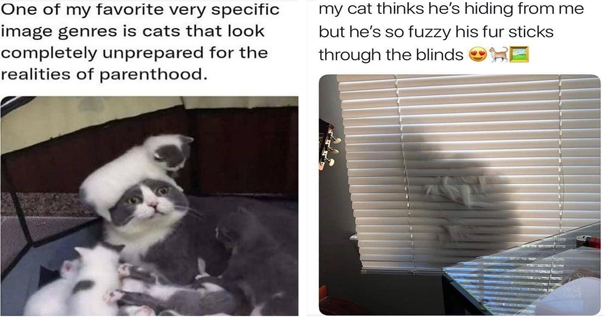 Makin' A Splash On Another Caturday Bash: Most Purrfect Cat Memes Of ...