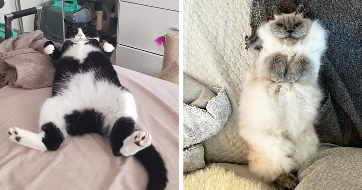 Danger Bellies Of Floof: Purrfect Pics Of The Elusive And Forbidden Cat ...