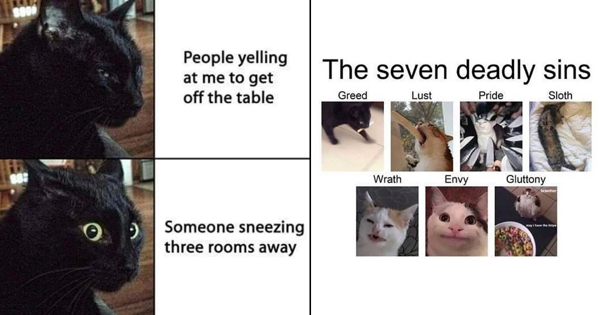 Memebase - pets - All Your Memes In Our Base - Funny Memes - Cheezburger