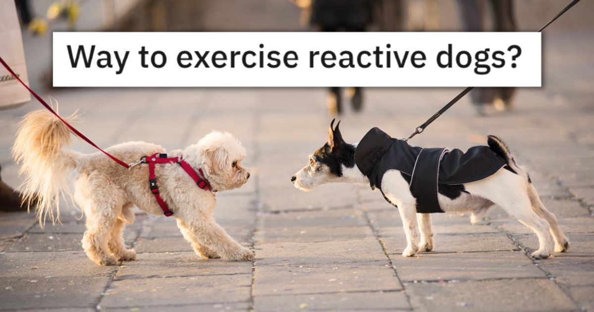 17 Ways To Exercise Your Reactive Dog Besides Your Local Dog Park - I ...
