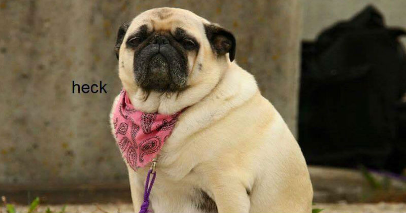 Memebase - borked - All Your Memes In Our Base - Funny Memes - Cheezburger