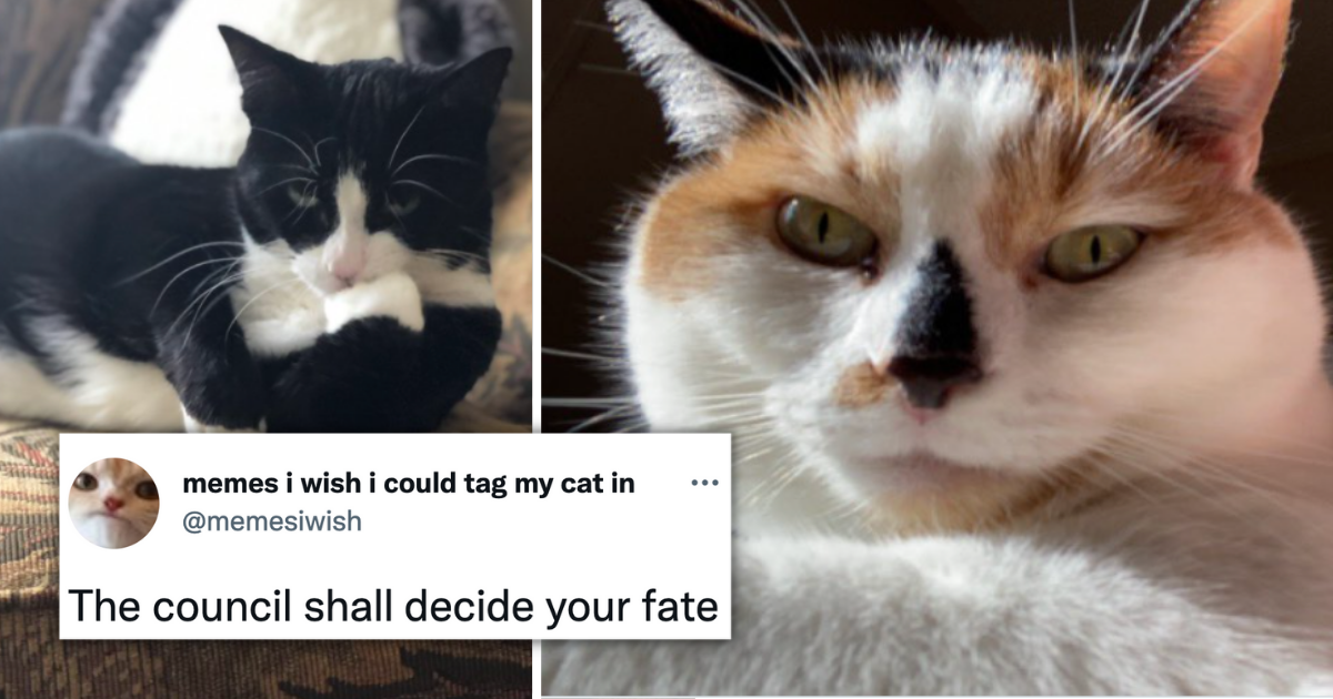 20 Judgemental Cats Decide Your Fate: A Twitter Thread - I Can Has ...