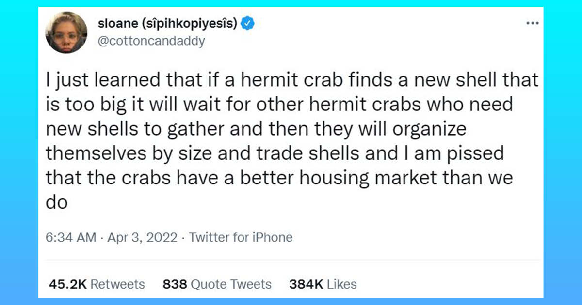 Twitter Thread: Hermit Crabs Organizing Themselves Based On Size And ...