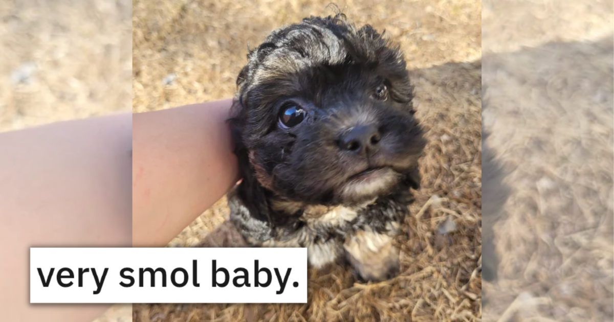 Compact Cuteness: Top 12 Illegally Smol Doggos Of The Week - I Can Has ...