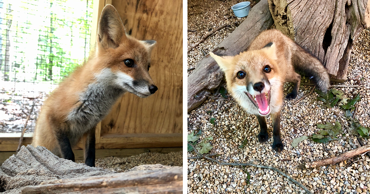 Abandoned Fox Gets Rescued And Beats Medical Odds, Now Enjoys ...