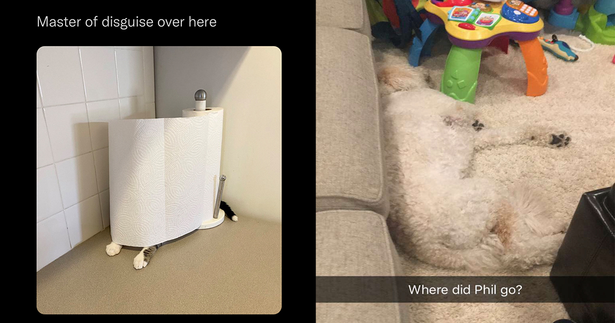 Memes For Hiding Memebase Hiding All Your Memes In Our Base
