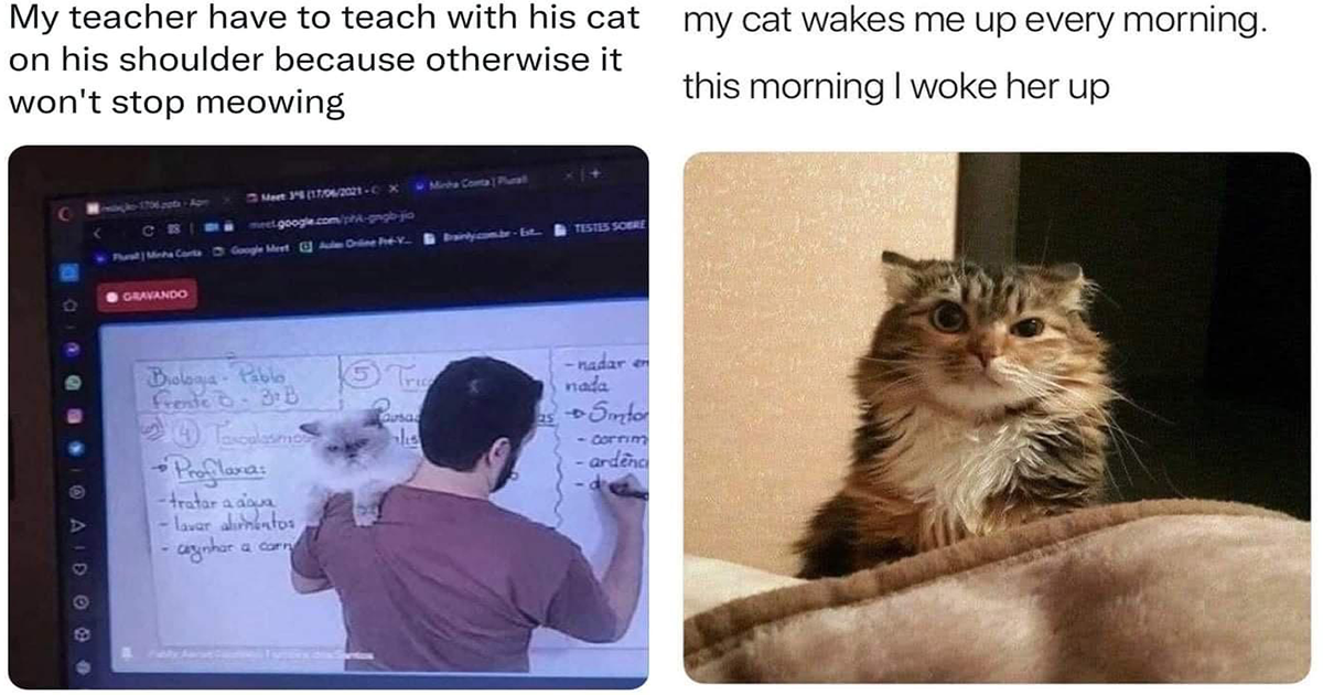 Hoppin' On The Caturday Train With This Week's Funniest Cat Memes - I ...
