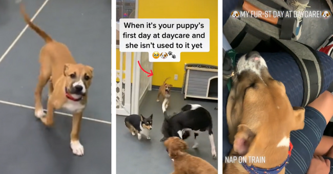 Puppy Gets Pawsitively Nervous on Her First Day at Daycare and the ...