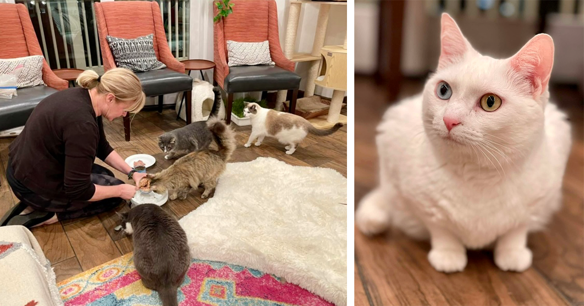 Café Catering Coffee, Cookies, And Cat Encounters Finds Felines Forever ...