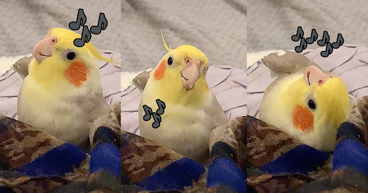 Cutest Cockatiel Creates His Own Sweet Little Melody and Starts ...