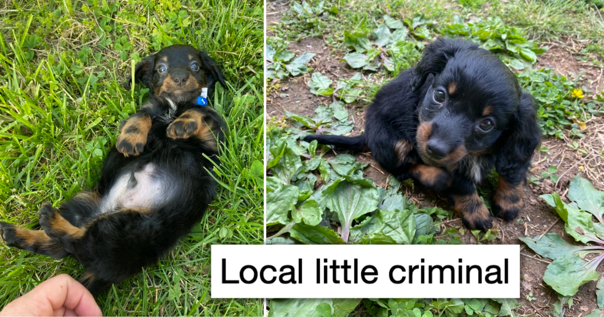 Smol And Silly: The Tiniest Doggos Of The Week (April 27, 2022 ...