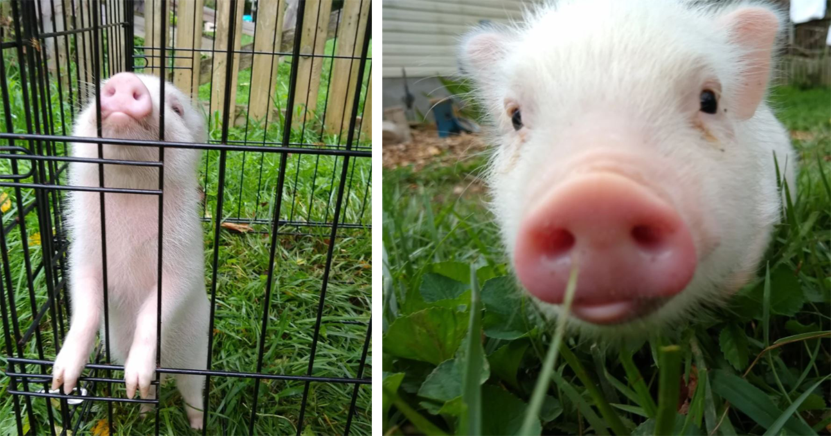 Abandoned Pot-Bellied Pig Teaches Public That Farm Animals Have ...