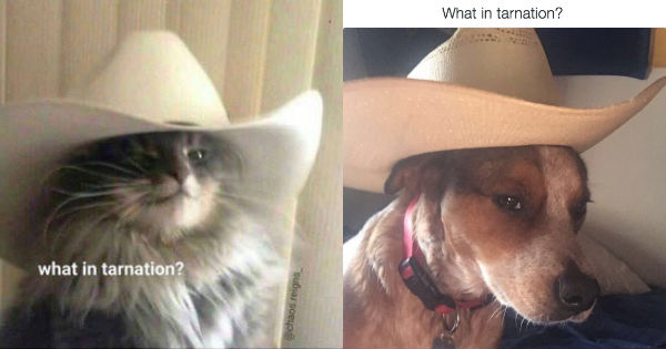 The 13 Best Animal Versions of The "What in Tarnation" Meme - I Can Has ...
