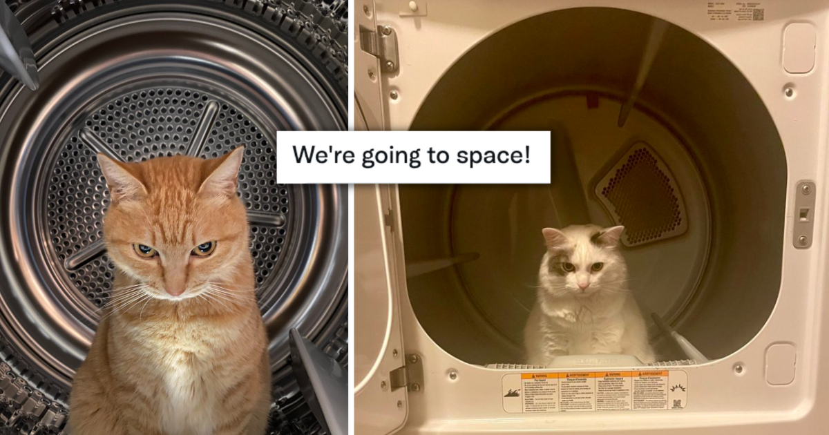 A Twitter Thread Of Cats Conspiring A Trip To Space Via Washing ...