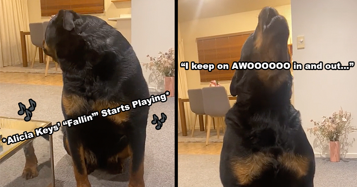 Alicia Key’s Biggest Fan Is a Giant Adorable Rottweiler Named Otto, Who ...