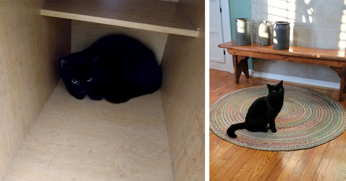 Heartwarming Bond Between Cat And Human Shows World That Empathy Can ...